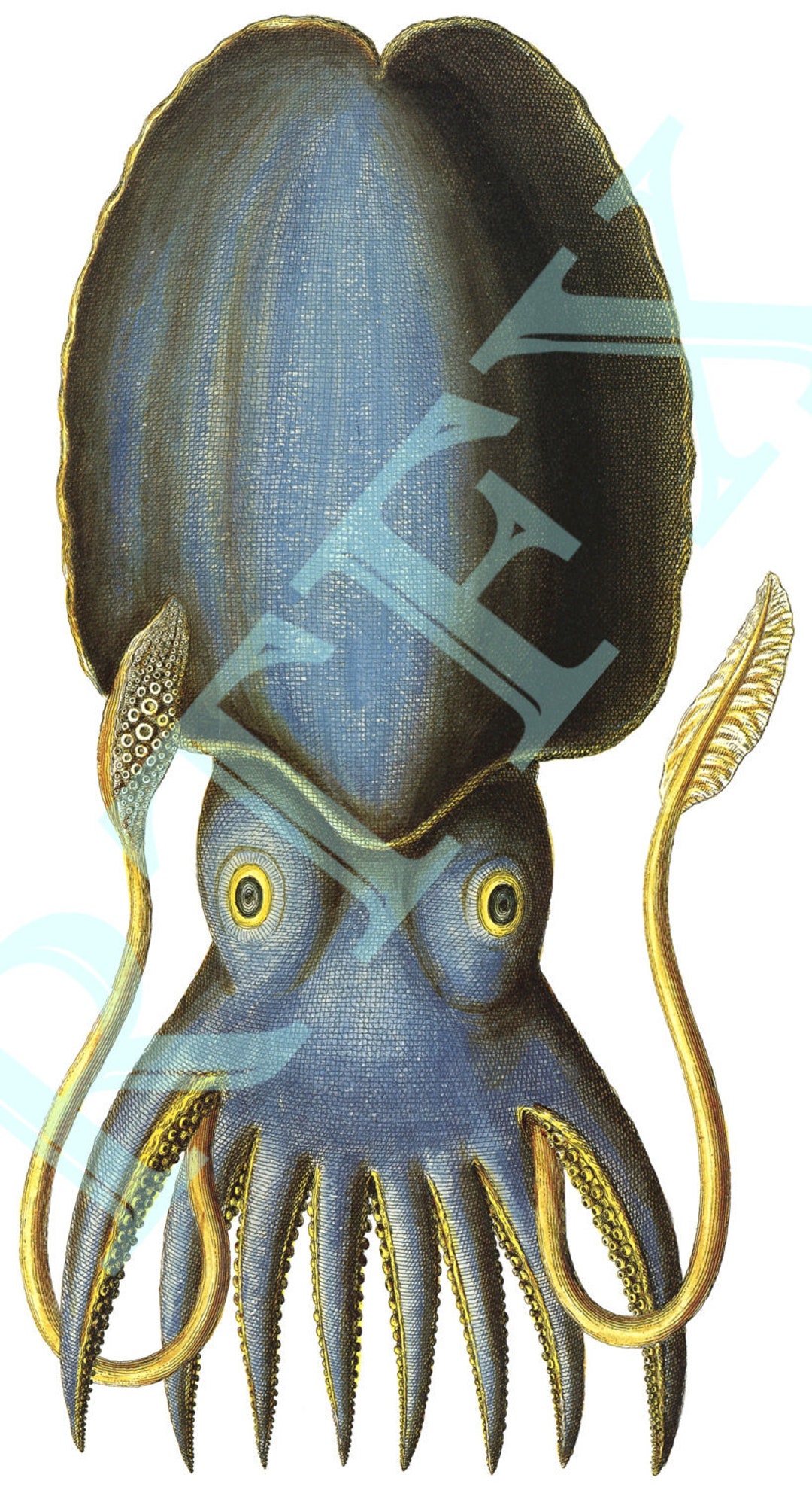 Vintage Blue Squid Illustration Blank Card Nature Ocean Birthday Get ...