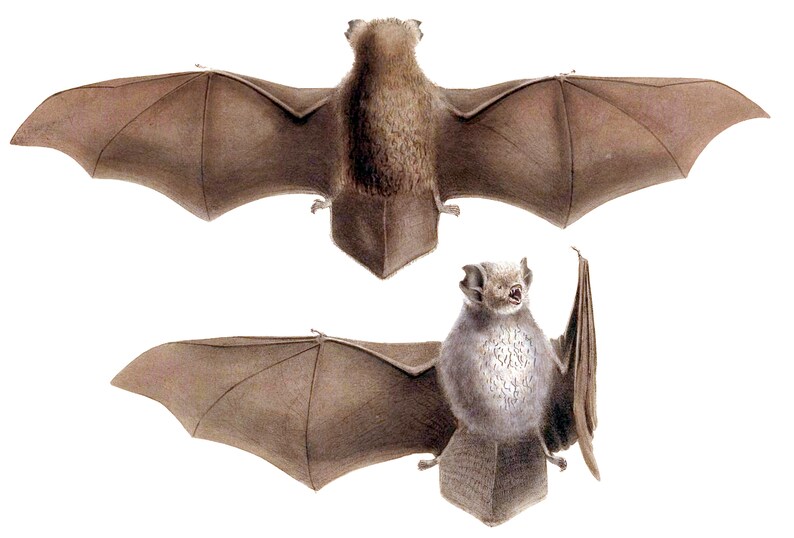 Bat Collection Number 2 Handmade Blank Note Cards Vintage - Etsy