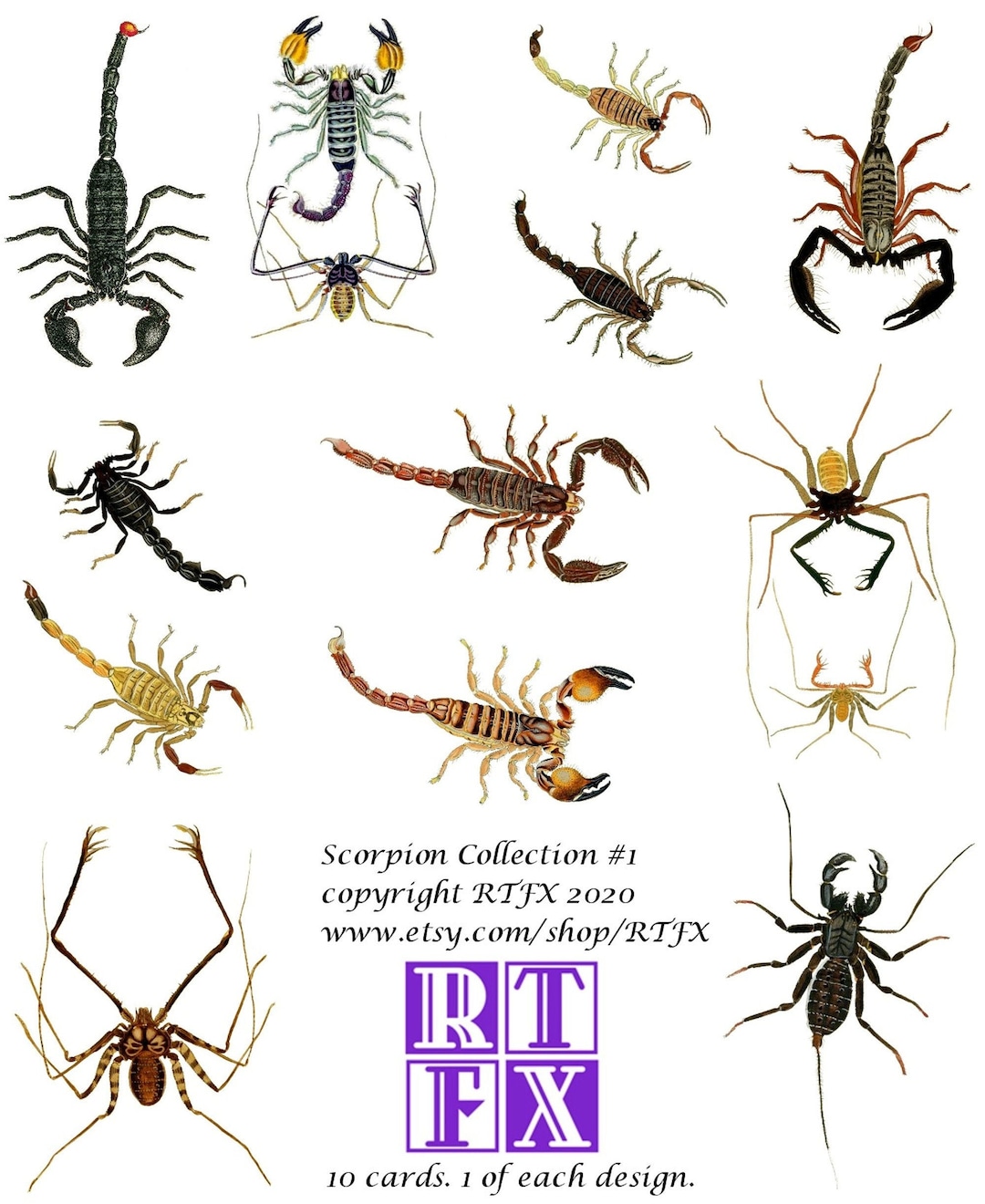 Scorpion Collection 1 10 Card Set Blank Cards Vintage Nature Handmade ...