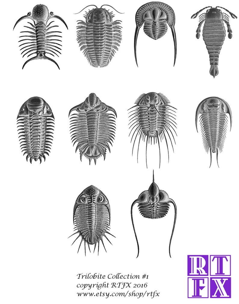 Trilobites and Sea Scorpions Collection Number 1 Blank Cards Handmade ...