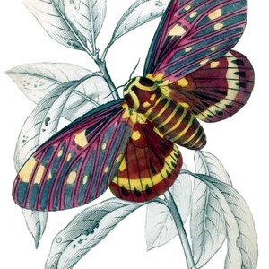 Moth Collection Number 1 Blank Cards Handmade 10 Cards Spring Mother's ...