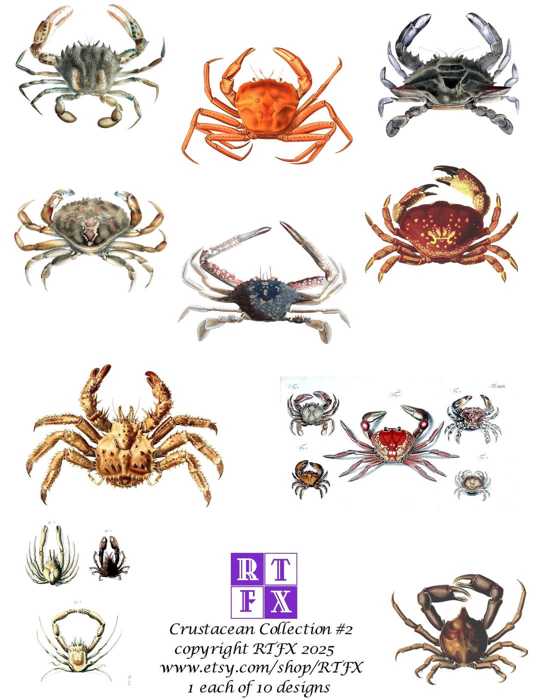 Crustacean Collection #2 Vintage Images Blank Note Card Handmade Set of ...