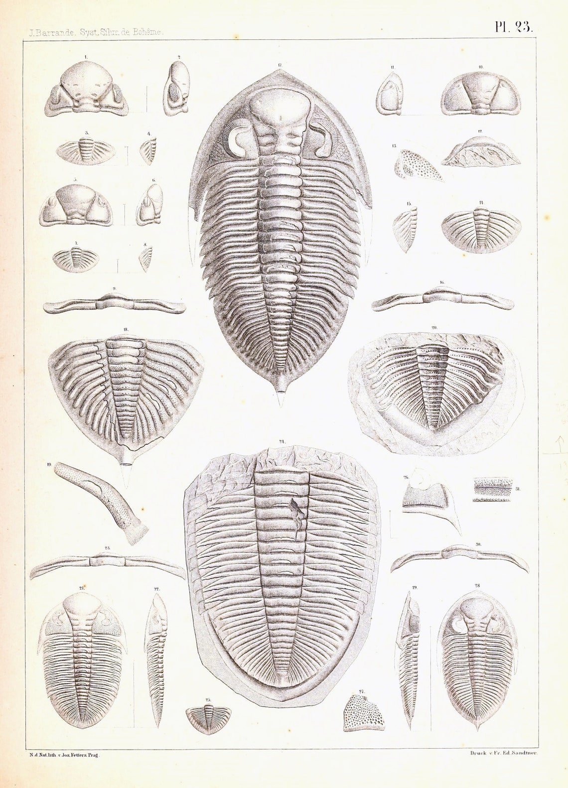 Trilobite Collection 5 Vintage Images Handmade Blank Note | Etsy