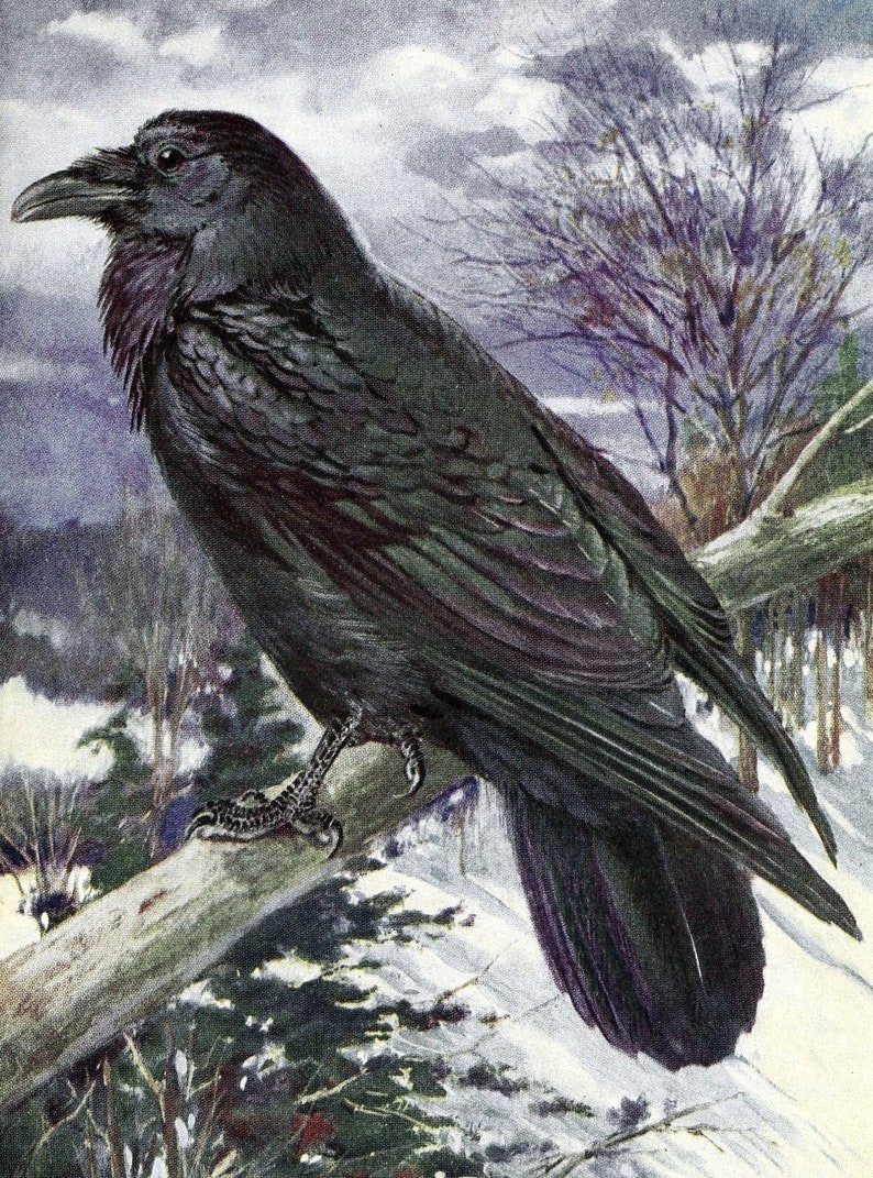 Raven Vintage Image Bird Natural History Illustration Blank - Etsy