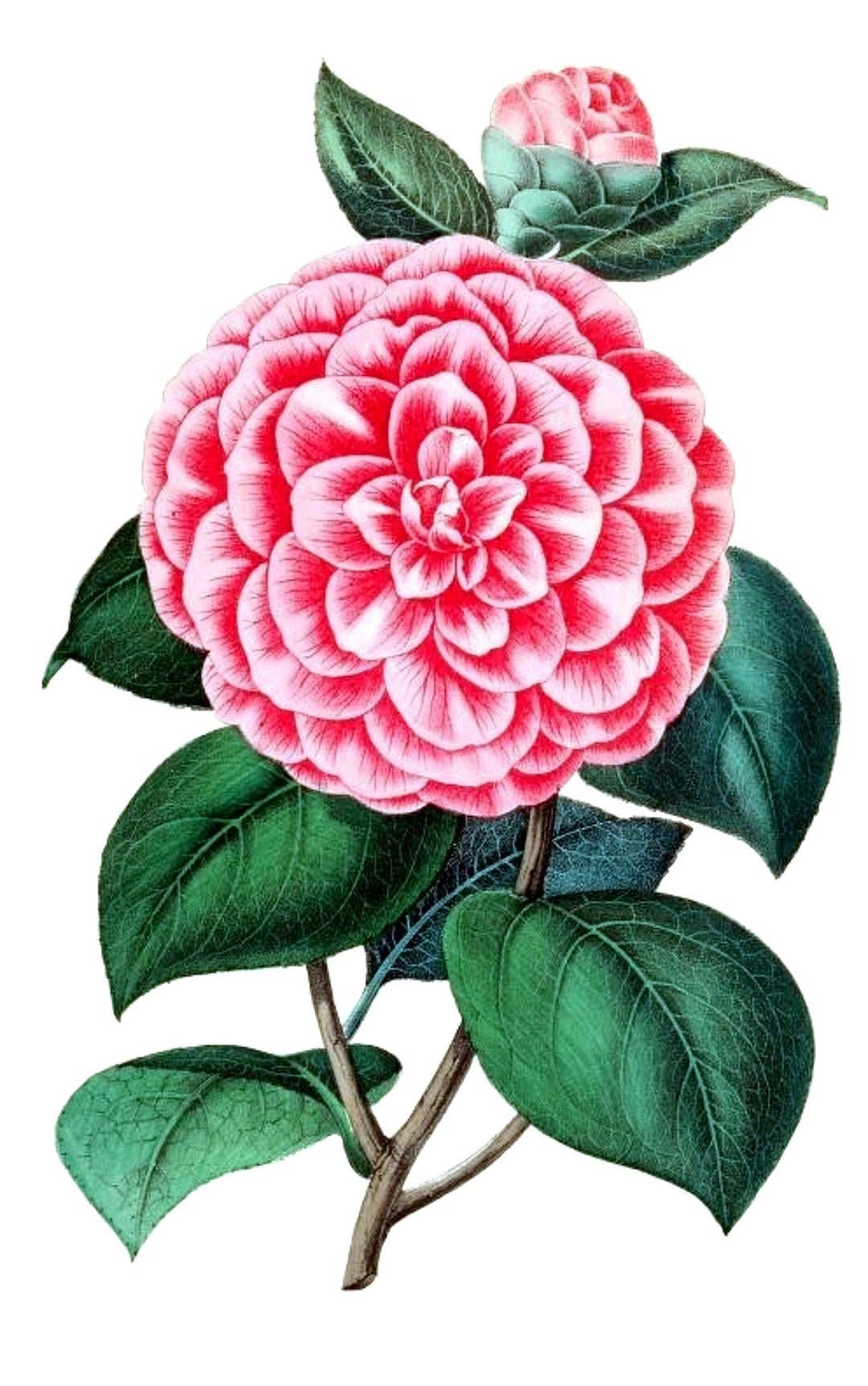 Camellia Flower Vintage Blank Note Card Handmade Victorian Edwardian ...