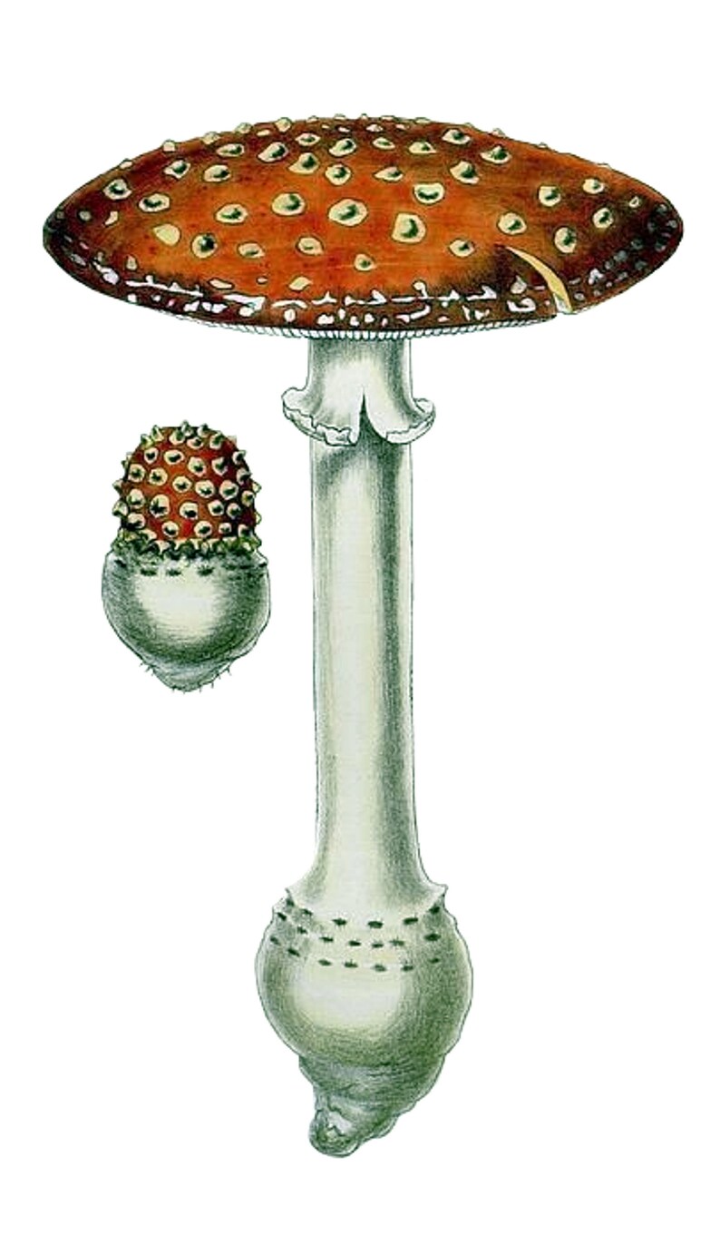 Agaricus Muscarius Mushroom Toadstool Blank Note Card - Etsy