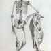 Skeleton Collection #2 Vintage Image Note Cards Handmade Anatomy ...