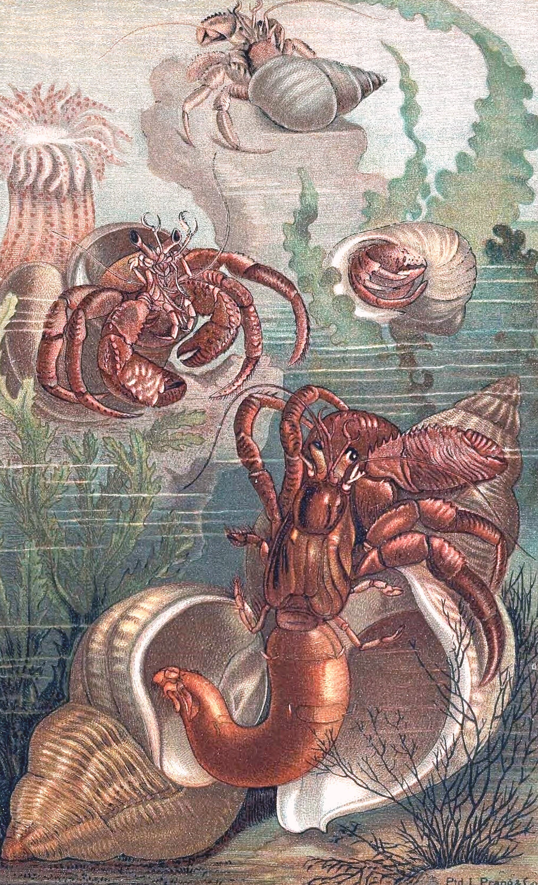 Crustacean Collection #1 Vintage Images Blank Note Card Handmade Set of ...