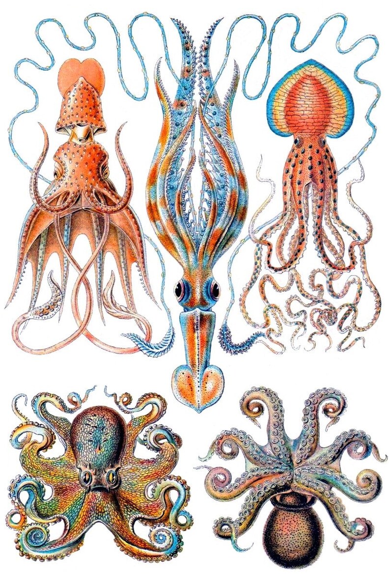 Cephalopod Collection Number 2 Blank Cards Handmade 10 Cards - Etsy