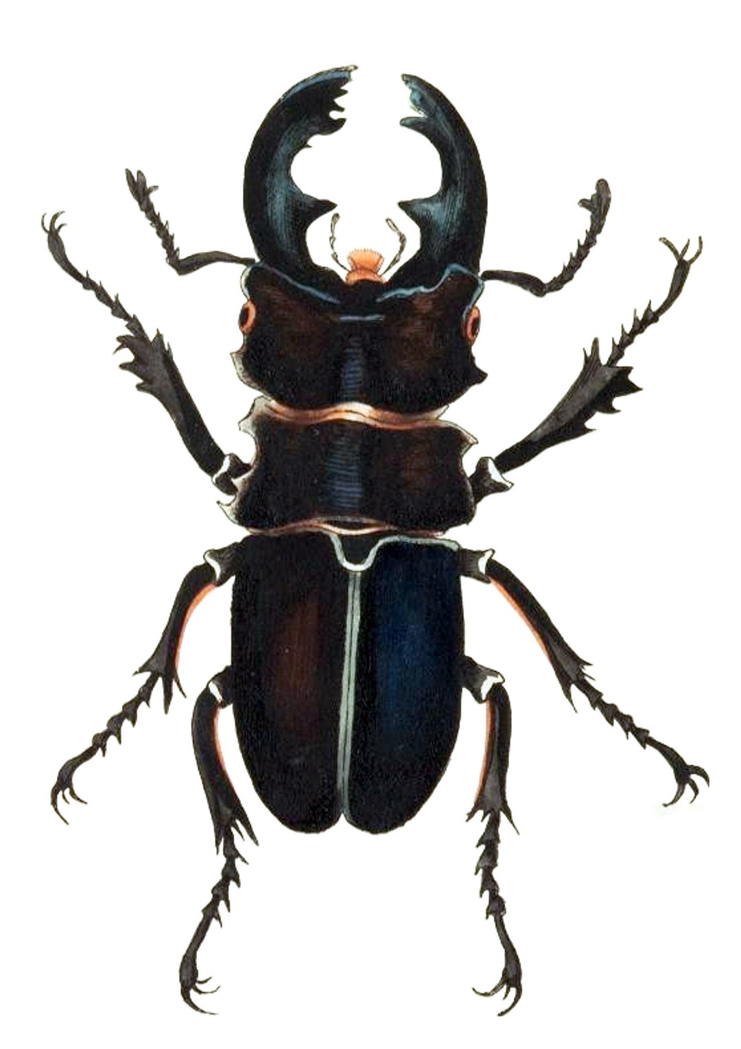 Stag Beetle Blank Note Card Nature Insects Handmade Spring Birthday ...