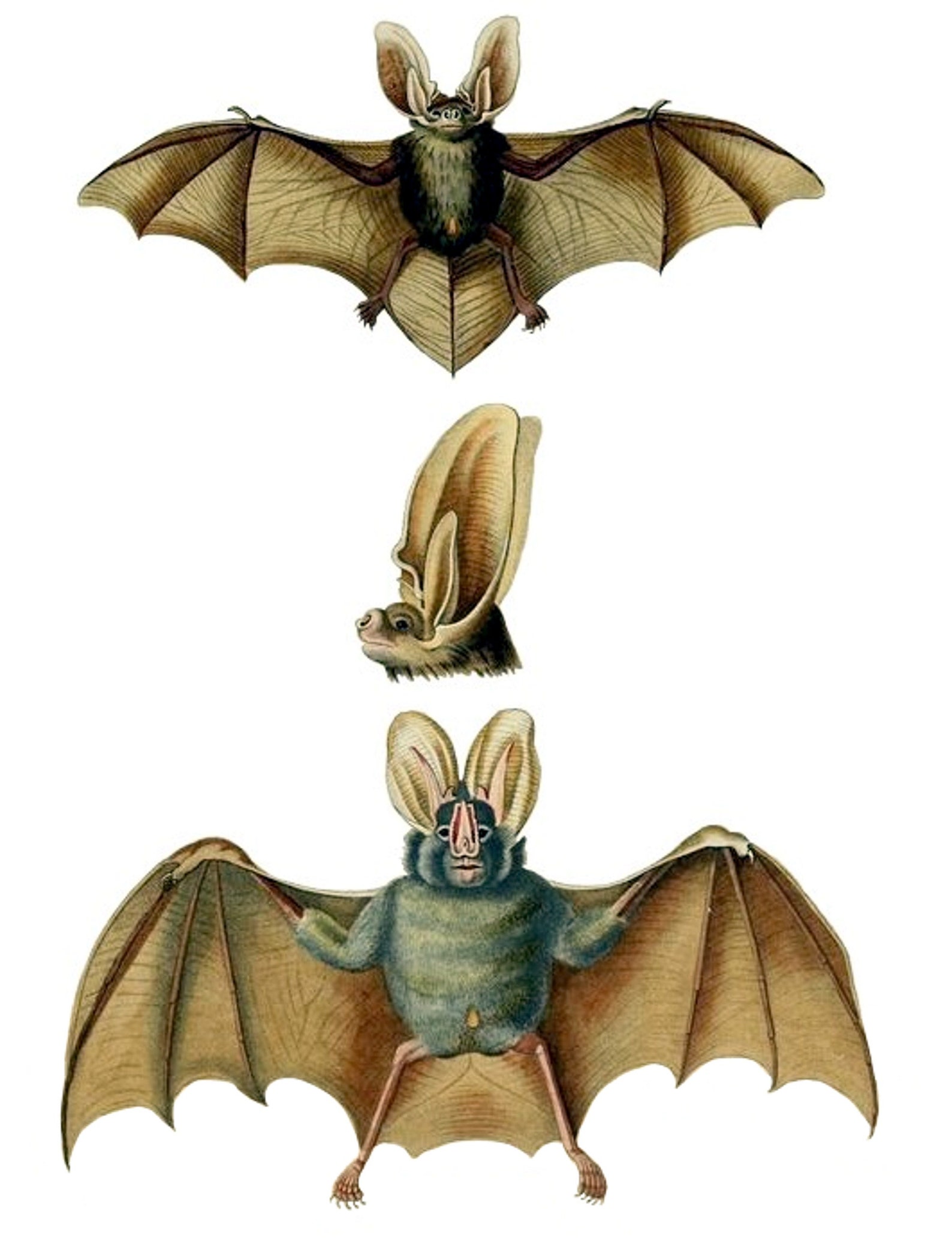 Bat Collection Number 2 Handmade Blank Note Cards Vintage - Etsy