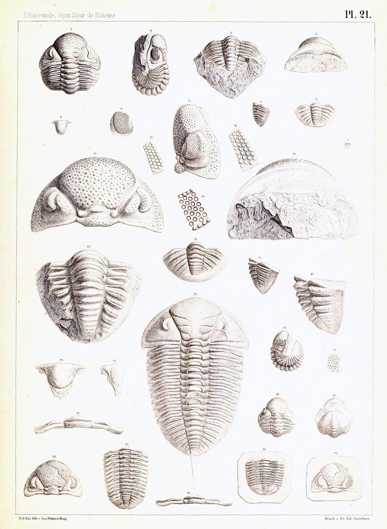 Trilobite Collection 3 Vintage Images Handmade Set of 10 | Etsy