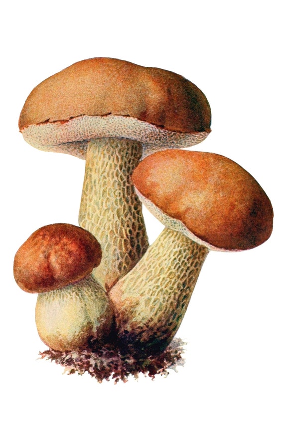 Blank Cards Greeting Cards Boletus Lupinus Mushroom Toadstool Blank ...