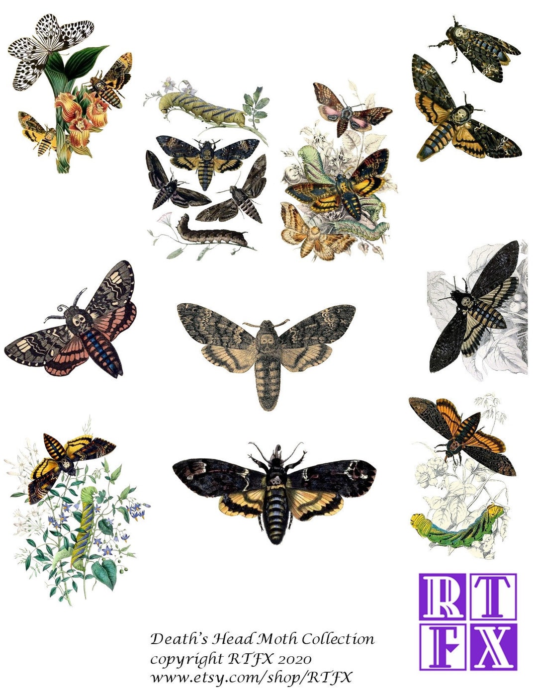 Death's Head Moth Note Cards | Vintage Natural History Illustration Set ...