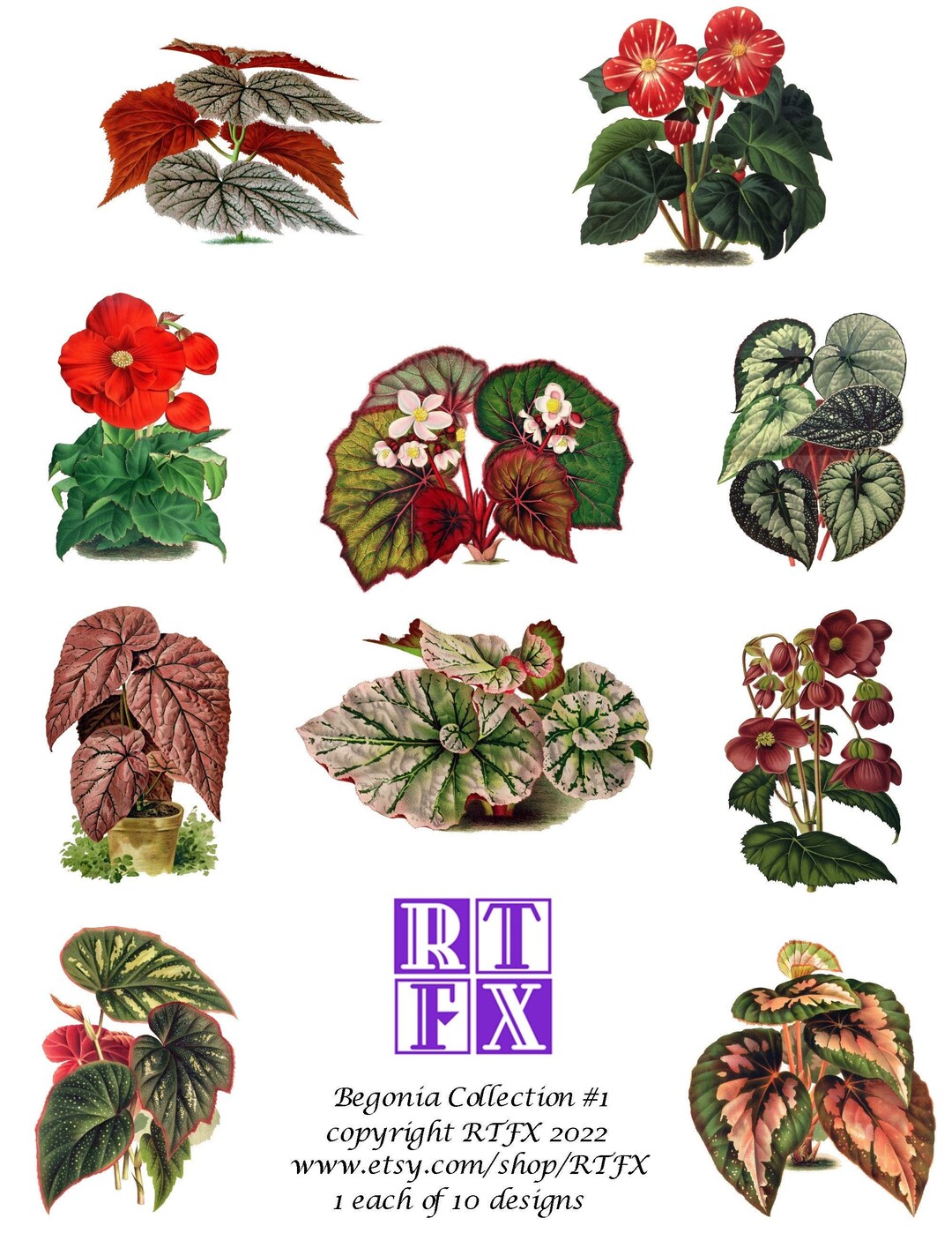 Vintage Begonia Collection #1 Victorian Edwardian Valentine Birthday ...