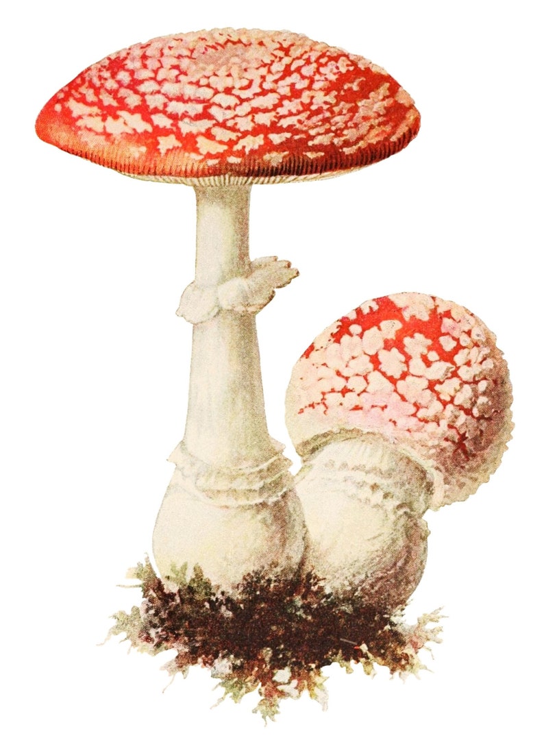Amanita Rubescens Pers. Mushroom Toadstool Blank Note Card - Etsy