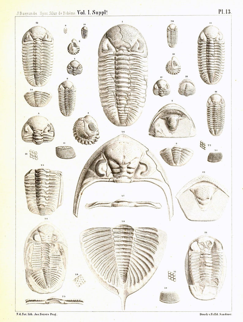 Trilobite Collection #4 Vintage Images Handmade Blank Note Cards ...