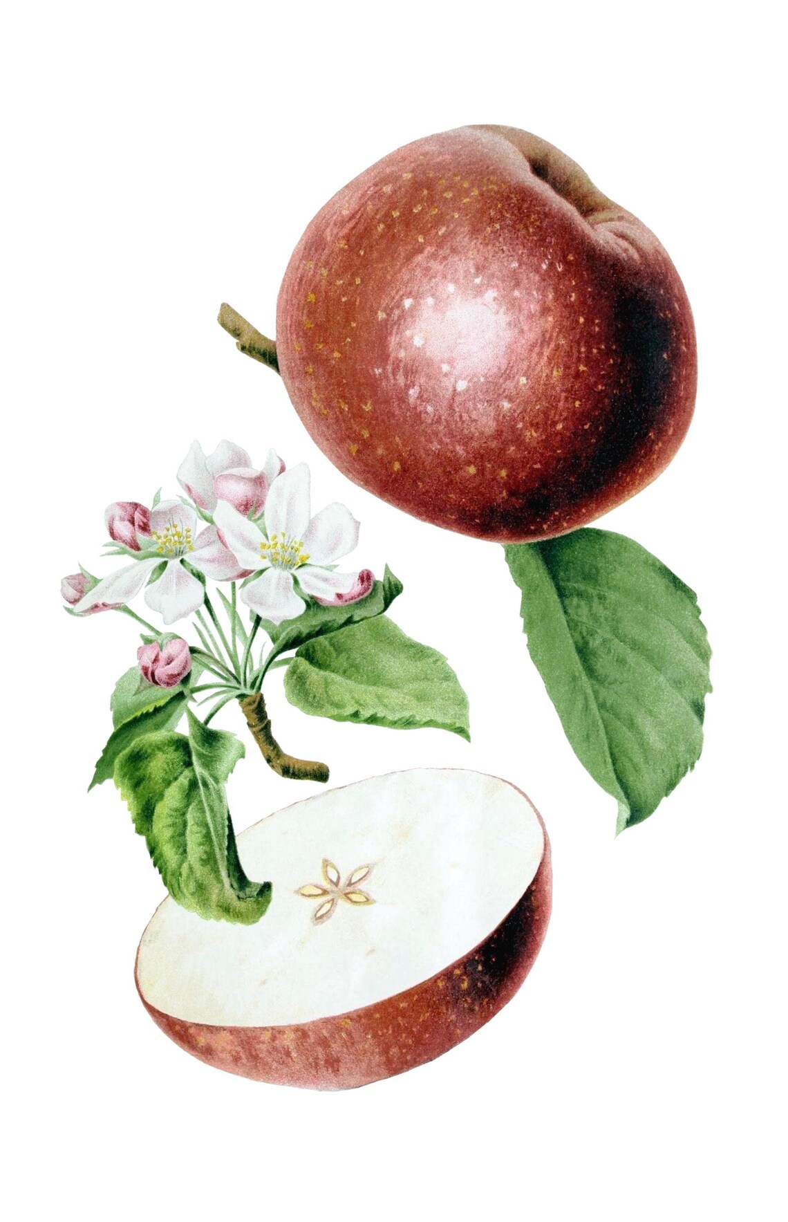 Apples Fruit Vintage Image Note Cards Garden Mother's Day Autumn ...