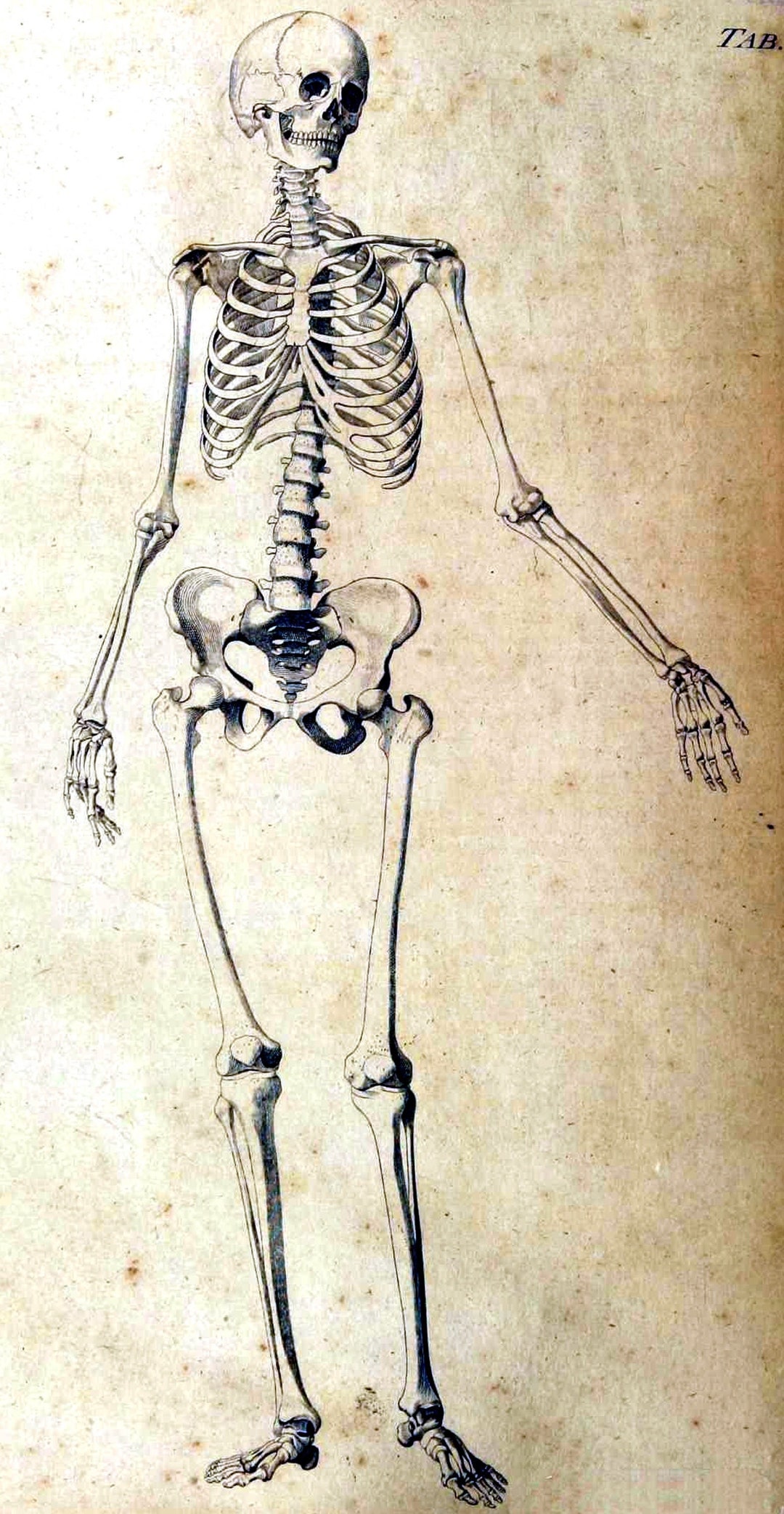 Laid Back Skeleton Vintage Image Note Card Halloween Graduation ...