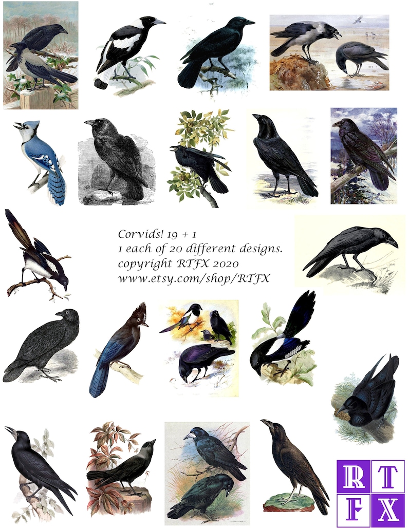 Corvids-19 Plus 1 Natural History Ravens Rooks Crows Jays - Etsy
