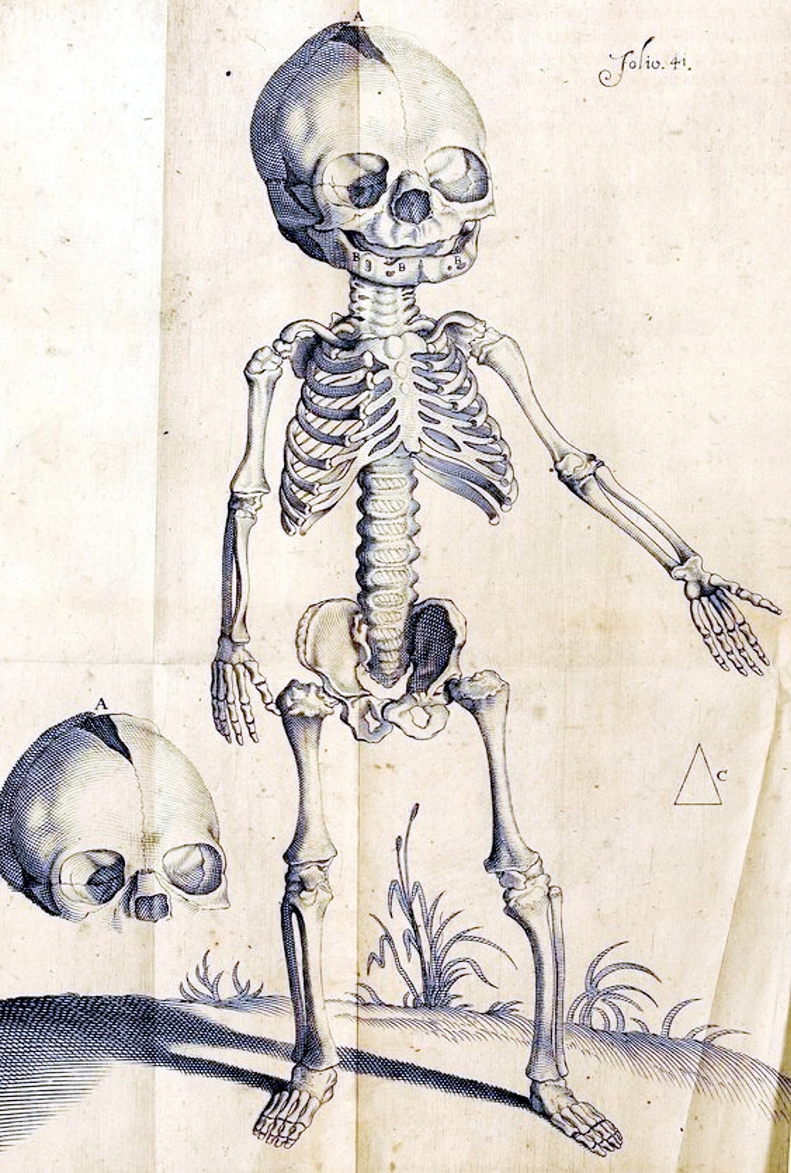 Skeleton Collection #2 Vintage Image Note Cards Handmade Anatomy ...