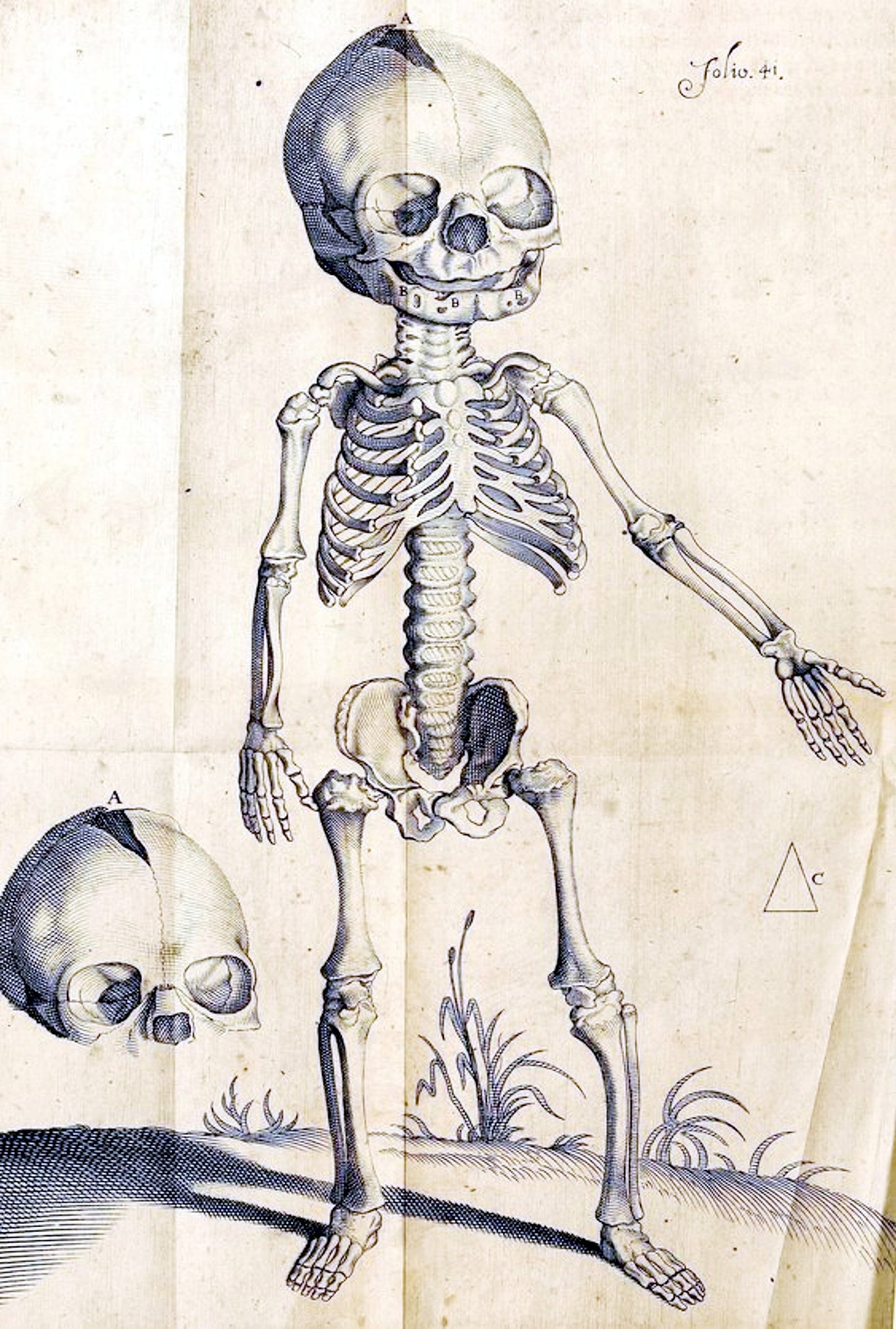 Skeleton Collection 2 Vintage Image Note Cards Handmade - Etsy