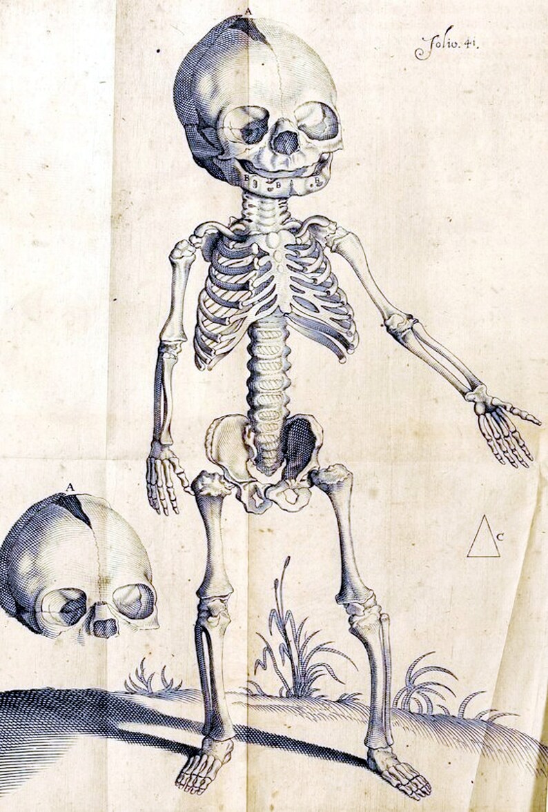 Skeleton Collection #2 Vintage Image Note Cards Handmade Anatomy ...