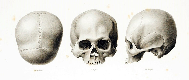 2021 Boney Bits Skull Collection 2 Vintage Image Anatomy Text - Etsy