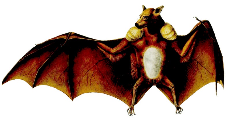 Bat Collection Number 2 Handmade Blank Note Cards Vintage - Etsy