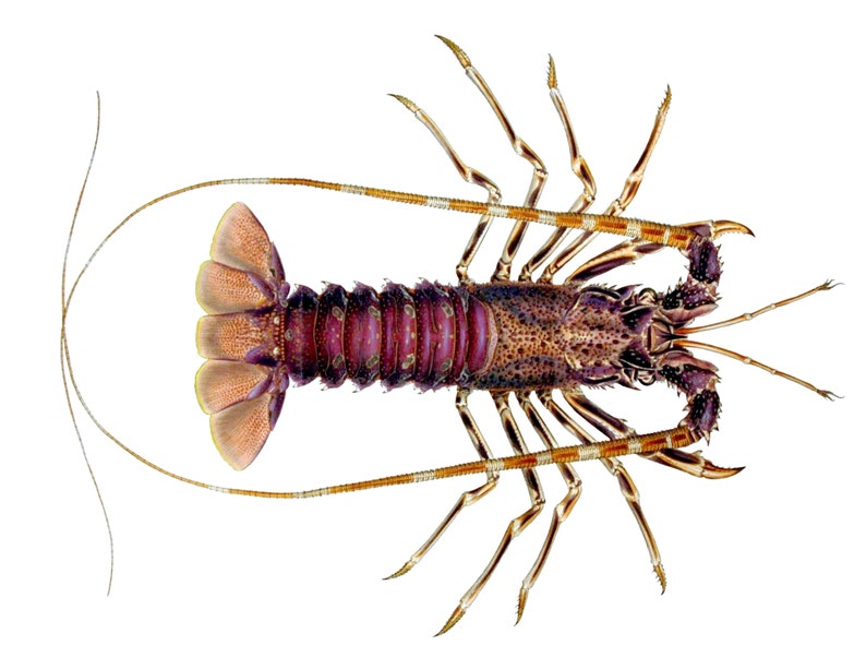 Crustacean Collection #1 Vintage Images Blank Note Card Handmade Set of ...