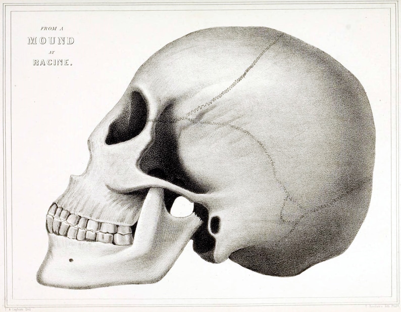 2021 Boney Bits Skull Collection 2 Vintage Image Anatomy Text - Etsy