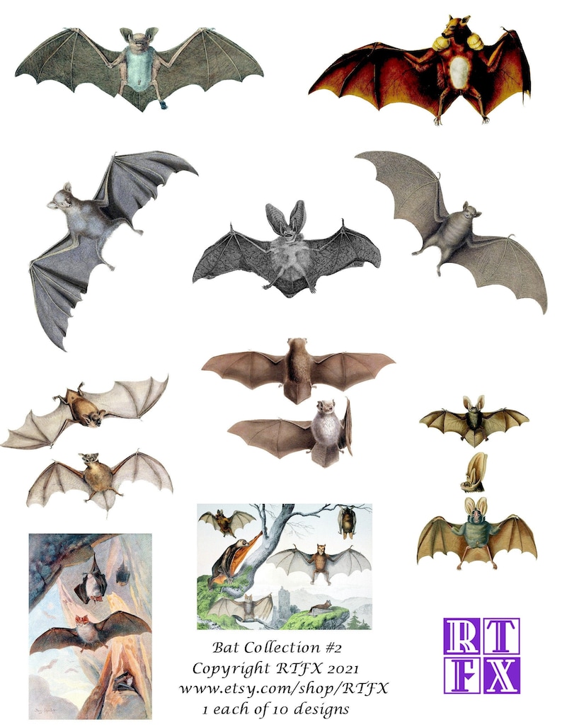Bat Collection Number 2 Handmade Blank Note Cards Vintage - Etsy