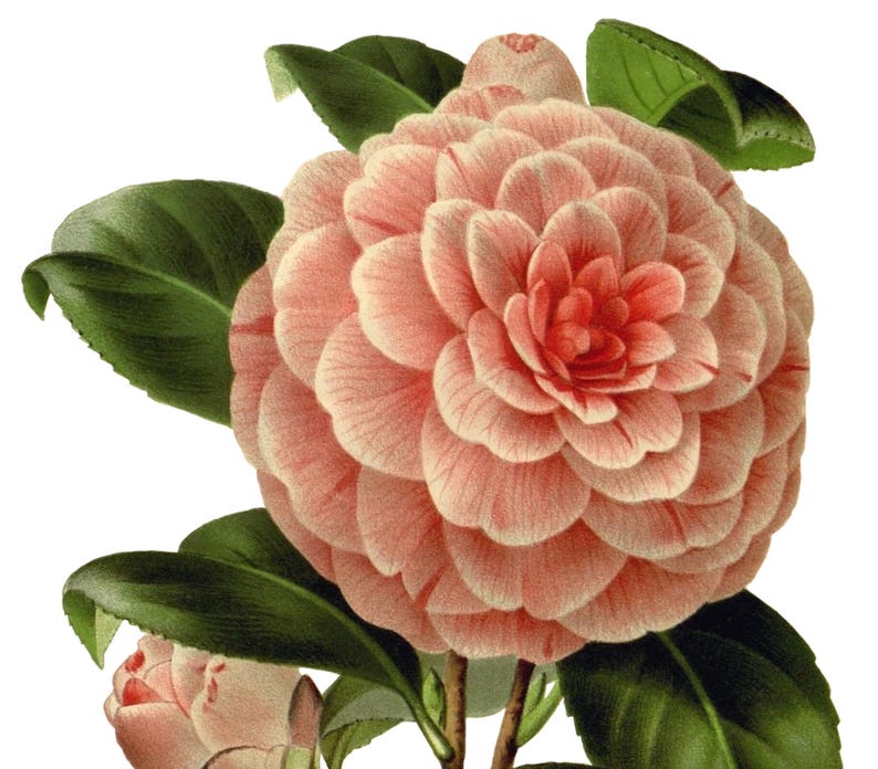 Camellia Flower Vintage Image Blank Note Card Handmade Victorian ...