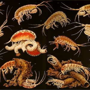 Crustacean Collection #1 Vintage Images Blank Note Card Handmade Set of ...