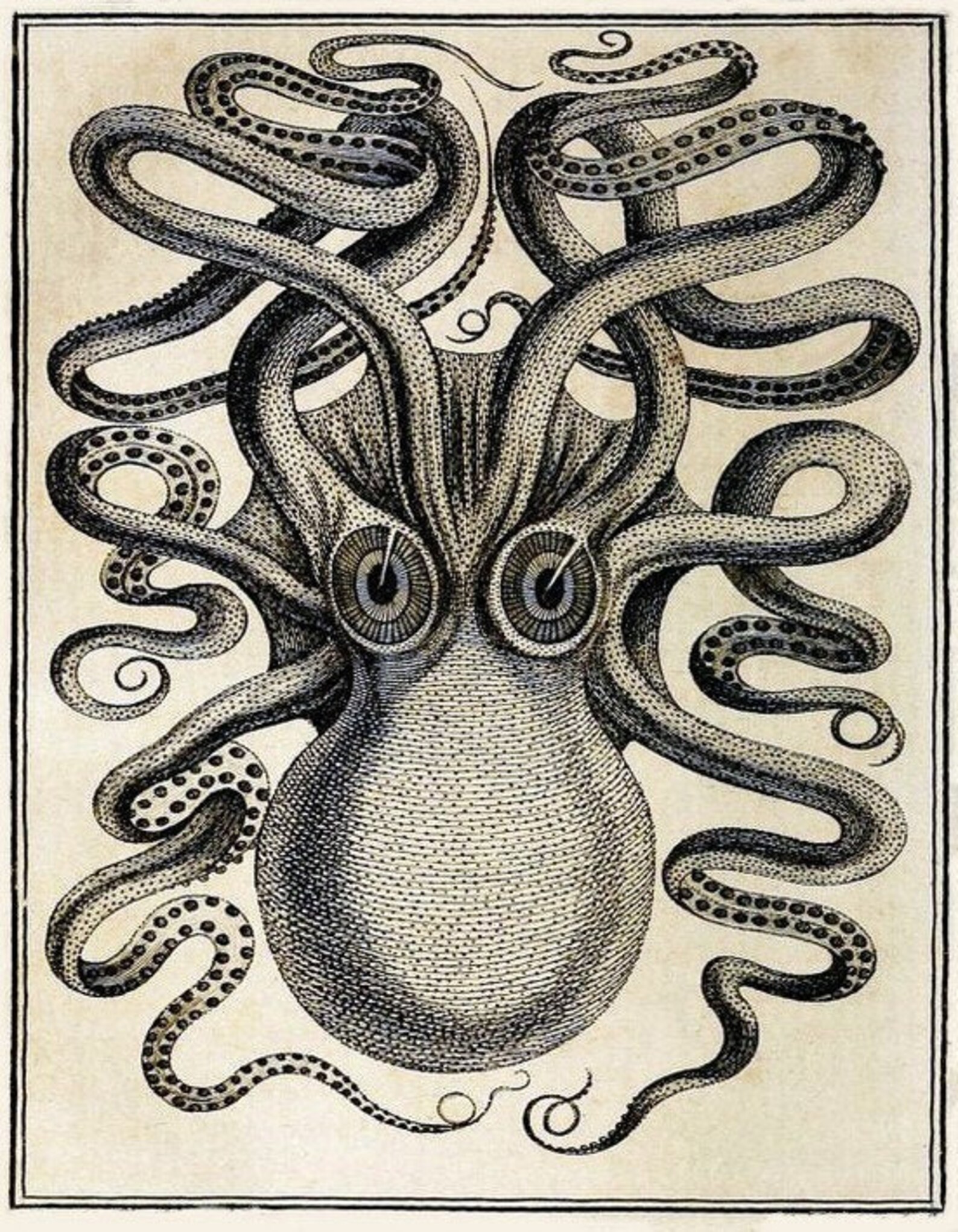 Vintage the Kraken Illustration Blank Card Nature Ocean | Etsy