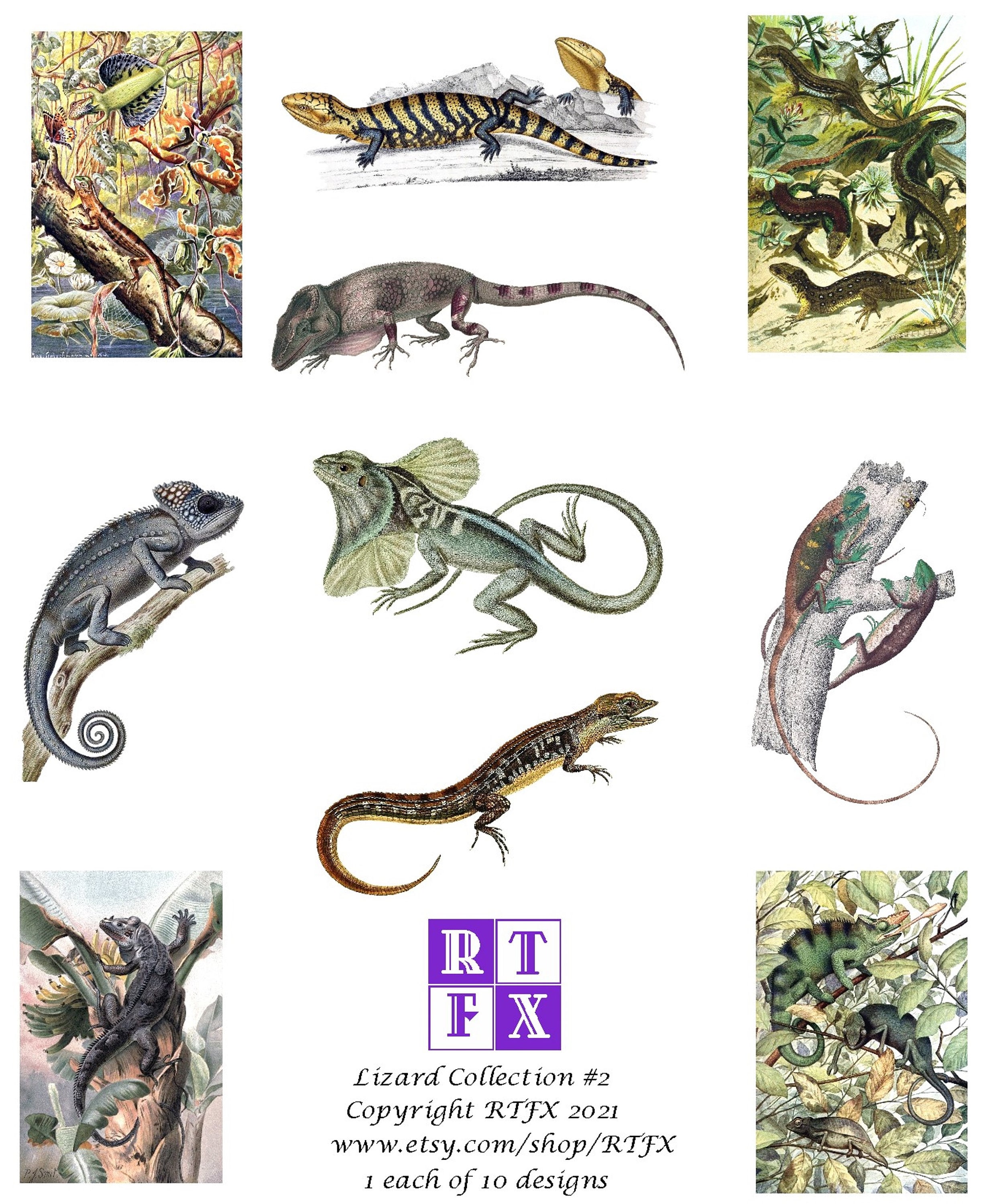 Types Of Lizards Chart