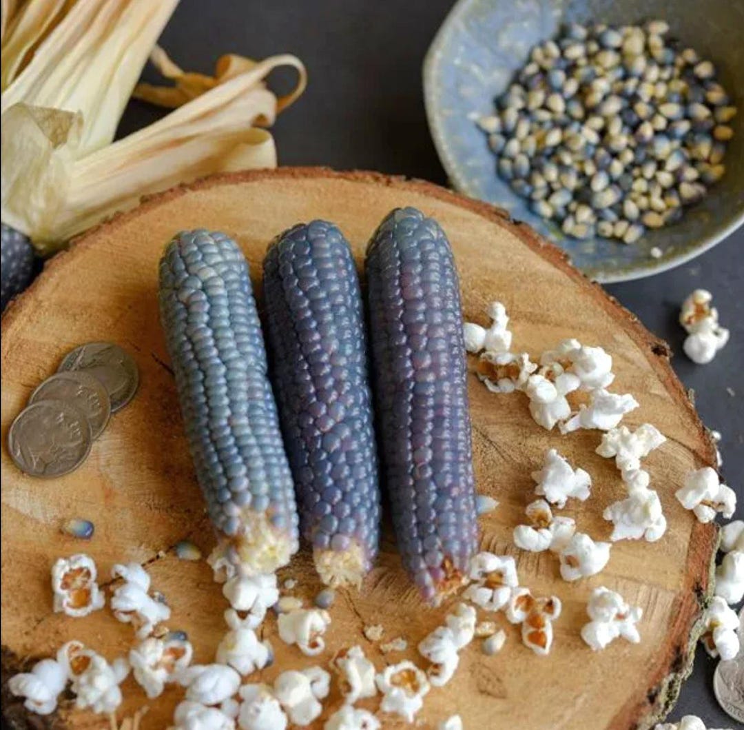 Indigo Popcorn Marsh Hen Mill - Etsy