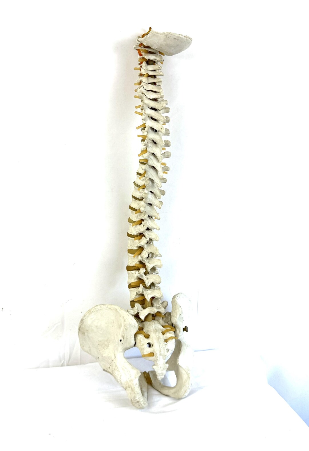 Vintage Spine Life-size Resin Medical Model Wall Hanging - Etsy