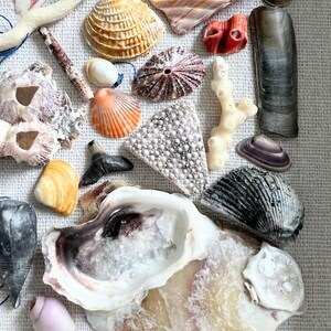 Seashell Wall or Shelf Art, Unique, Colorful, Modern, Florida Beach ...