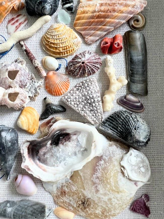 Seashell Wall or Shelf Art, Unique, Colorful, Modern, Florida Beach ...
