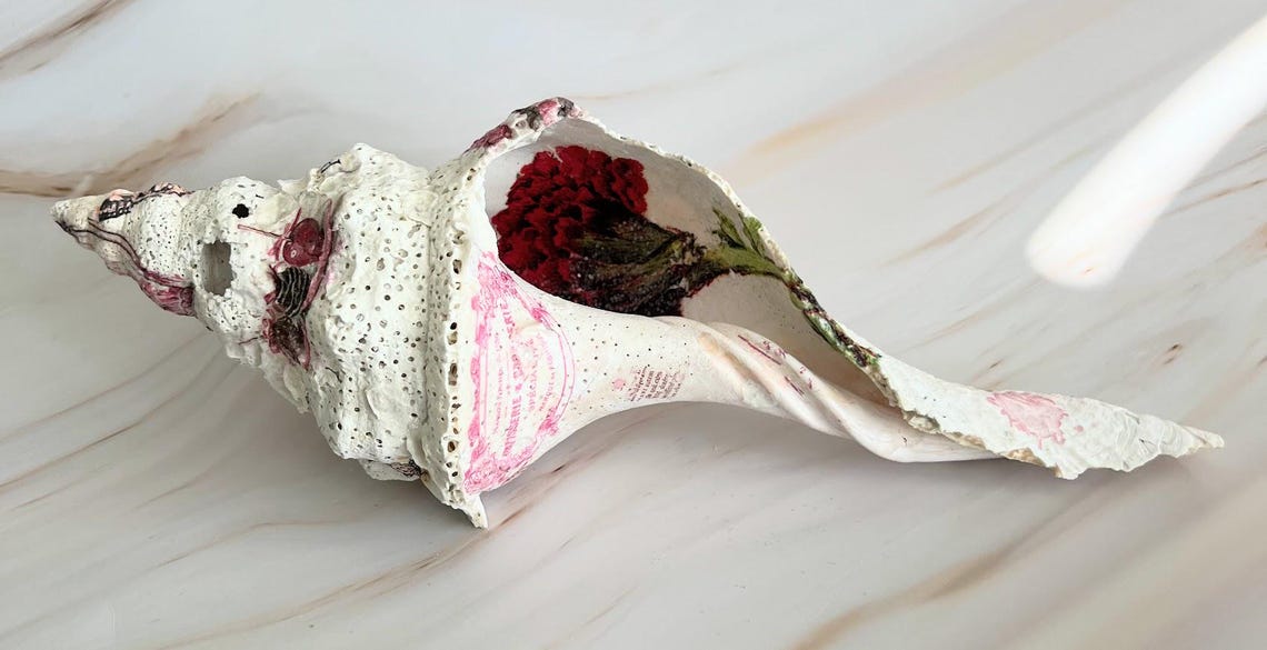 Horse Conch Shell XL Coffeetable, Shelf Art, Unique, Pink, White, Beach ...