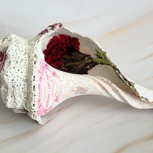 Horse Conch Shell XL Coffeetable, Shelf Art, Unique, Pink, White, Beach ...