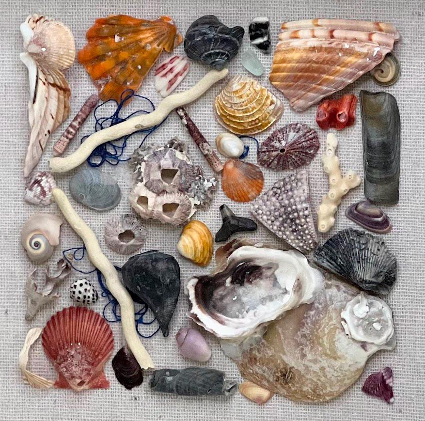 Seashell Wall or Shelf Art, Unique, Colorful, Modern, Florida Beach ...