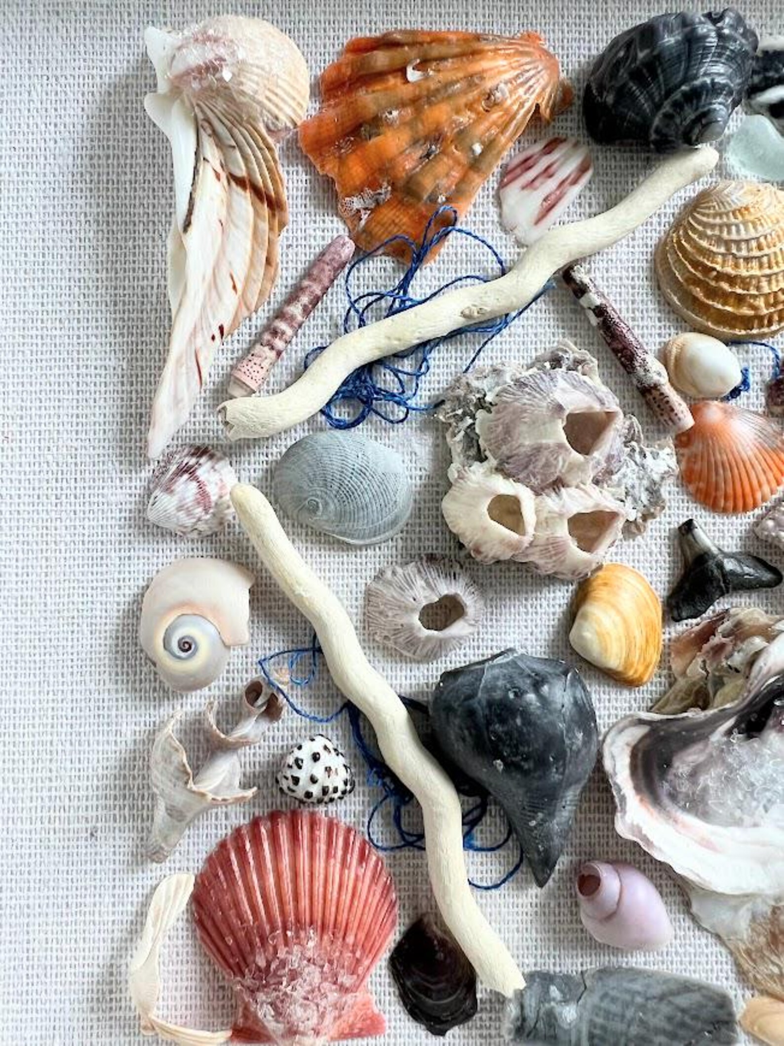 Seashell Wall or Shelf Art, Unique, Colorful, Modern, Florida Beach ...