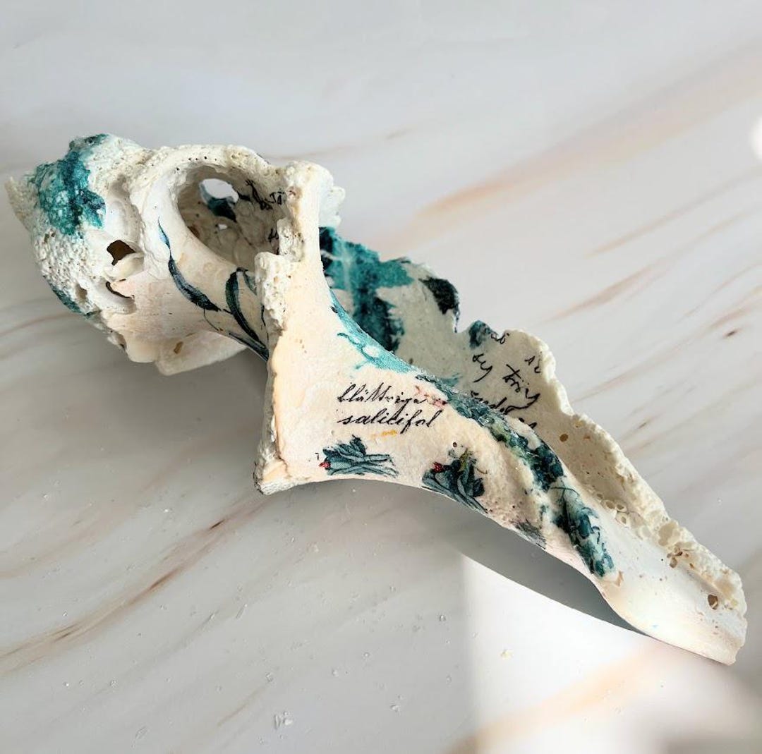 Blue Horse Conch Shell XL Art, Coffee Table or Shelf, Unique,florida ...