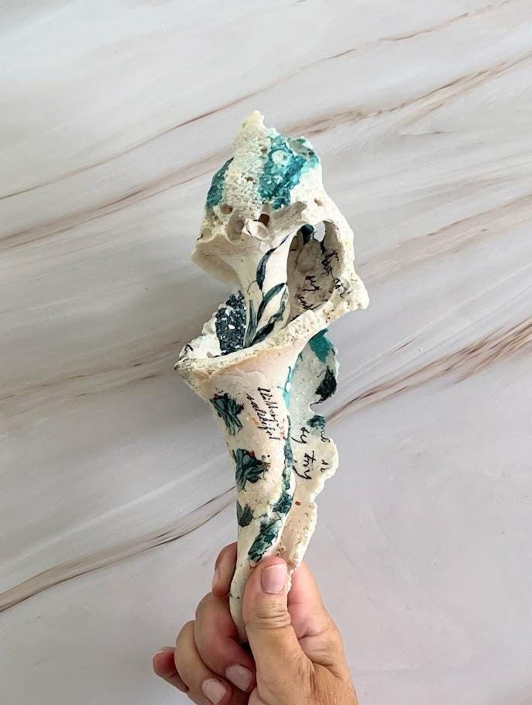 Horse Conch Shell Large Table or Shelf Art Aqua Marine Ocean's Backbone ...