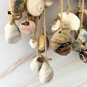 This is Moonlit! Shark Eye Shell Driftwood Art: Moon Snail Shells ...