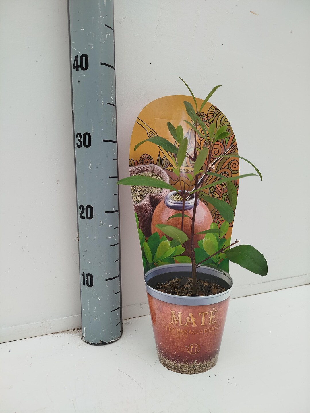 1 X Rare Ilex Paraguariensis Yerba Mate Tea Plant - in 12cm Pot - Make ...