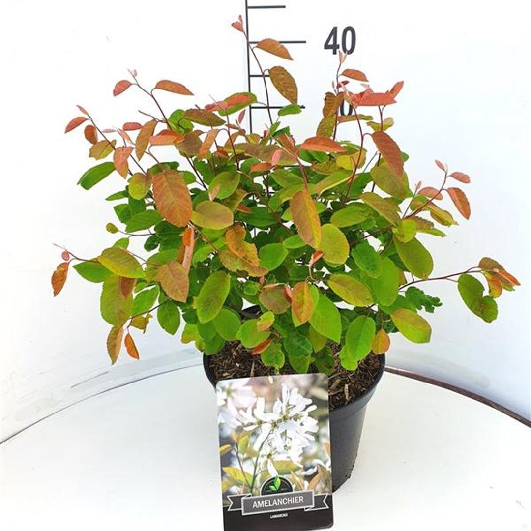 1 X Amelanchier Lamarckii (juneberry, Snowy Mespilus) Saskatoon Berry ...