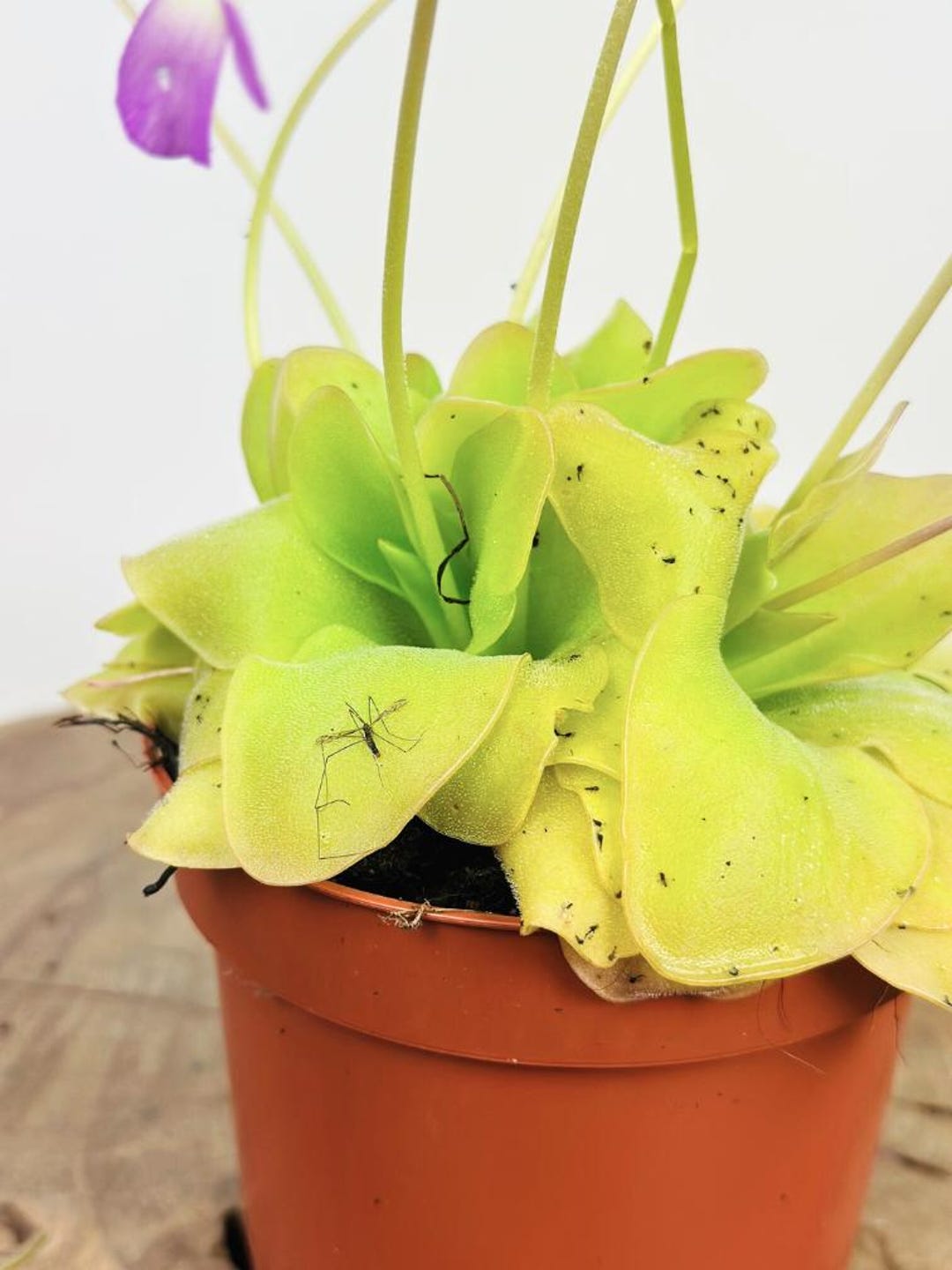 Butterwort Plant in 9 Cm Pot Insect Eating Plant - Etsy UK